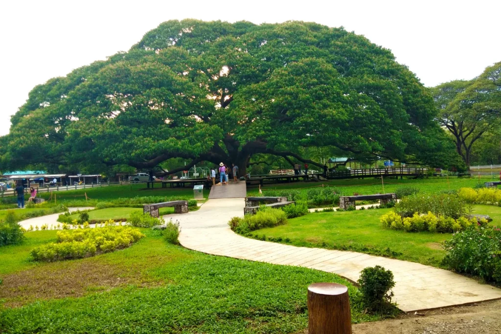 Giant Rain Tree Kanchanaburi – 100-Year-Old Natural Landmark You Must Visit